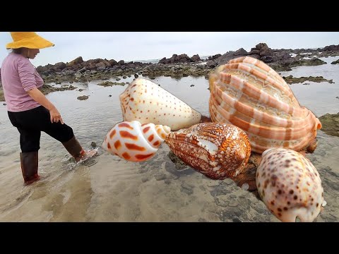 An island rarely visited by people, with snail and scallop pearls ...