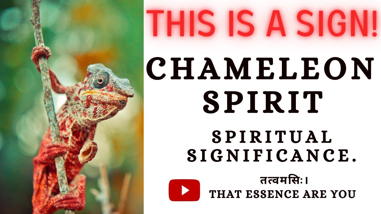 SIGNIFICANCE OF CHAMELEON IN SPIRITUALITY| तत्वमसिः।THAT ESSENCE ARE ...