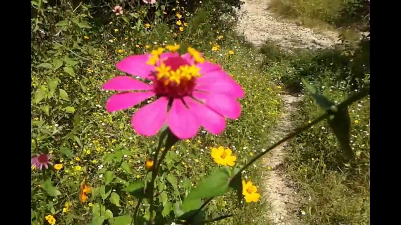 Flora silvestre de la región Mixteca Oaxaca - YouTube