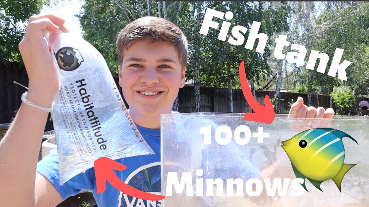 Setting up a NEW TANK for 100+ MINNOWS - YouTube