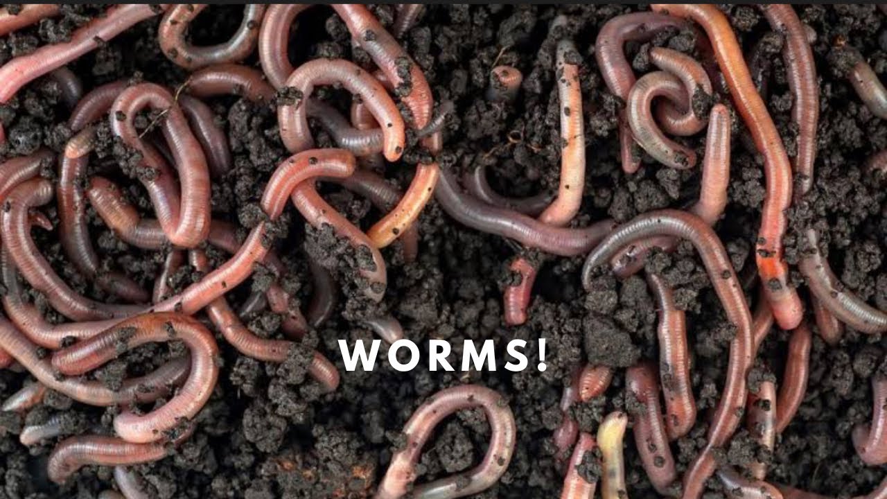WONDERFUL Worms - YouTube