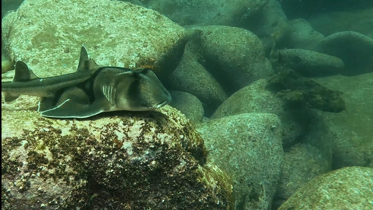 Diving Sydney: Magic Point in the Summer - Wobbegongs Everywhere! - YouTube