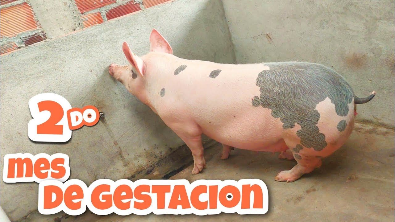 Cuidados de una CERDA en GESTACION - YouTube