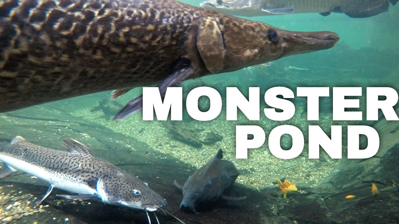 Monster Fish Pool Pond underwater video - YouTube