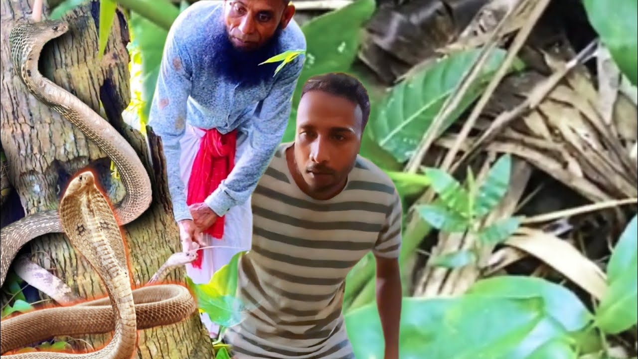 The rescue of snakes from coconut tree holes is underway! #rescue # ...