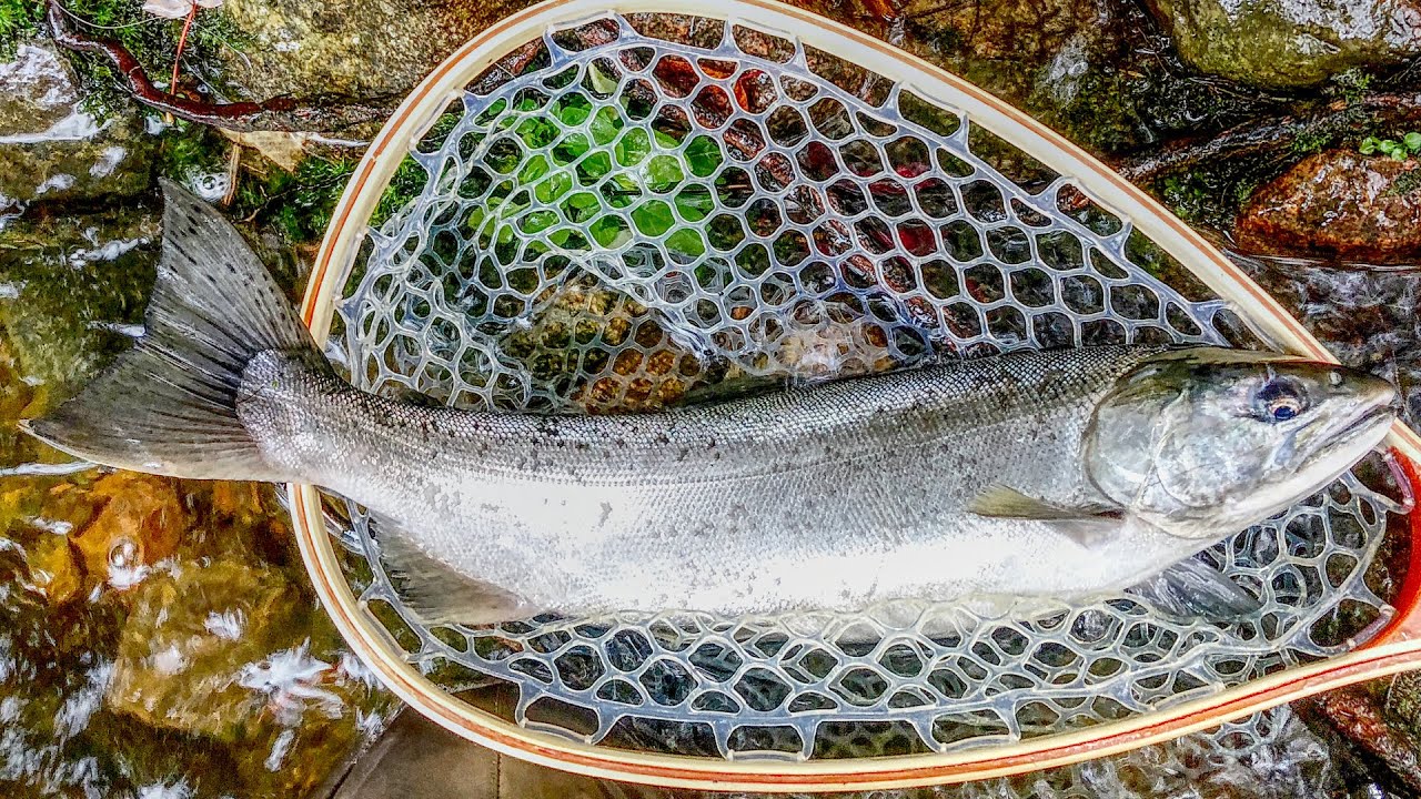 East Side Lake Superior Tributary COHO Salmon Part 2 - FALL RUN Salmon ...