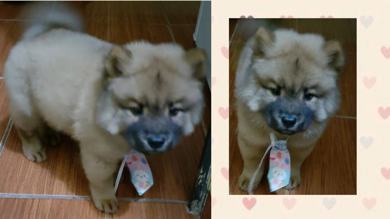 MUITAS BRINCADEIRAS COM Shau shau 🐕🐕🐕 - YouTube