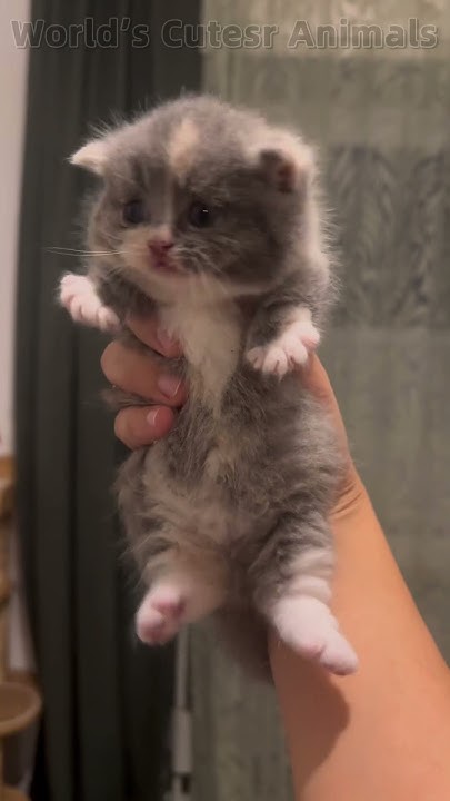 Cuteness Overload The Most Adorable Kittens Ever Youtube