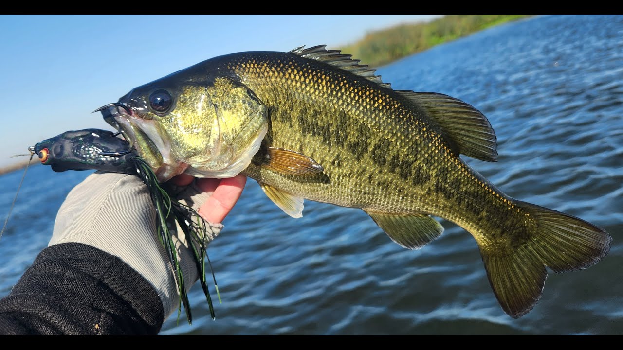 Topwater frog bass fishing in the CA Delta - YouTube
