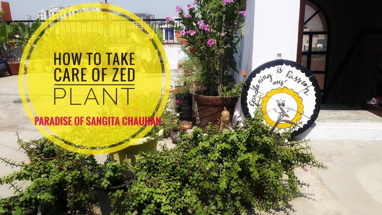 How To Take Care of Zed Plant II Tips & Tricks II Latest Video - YouTube