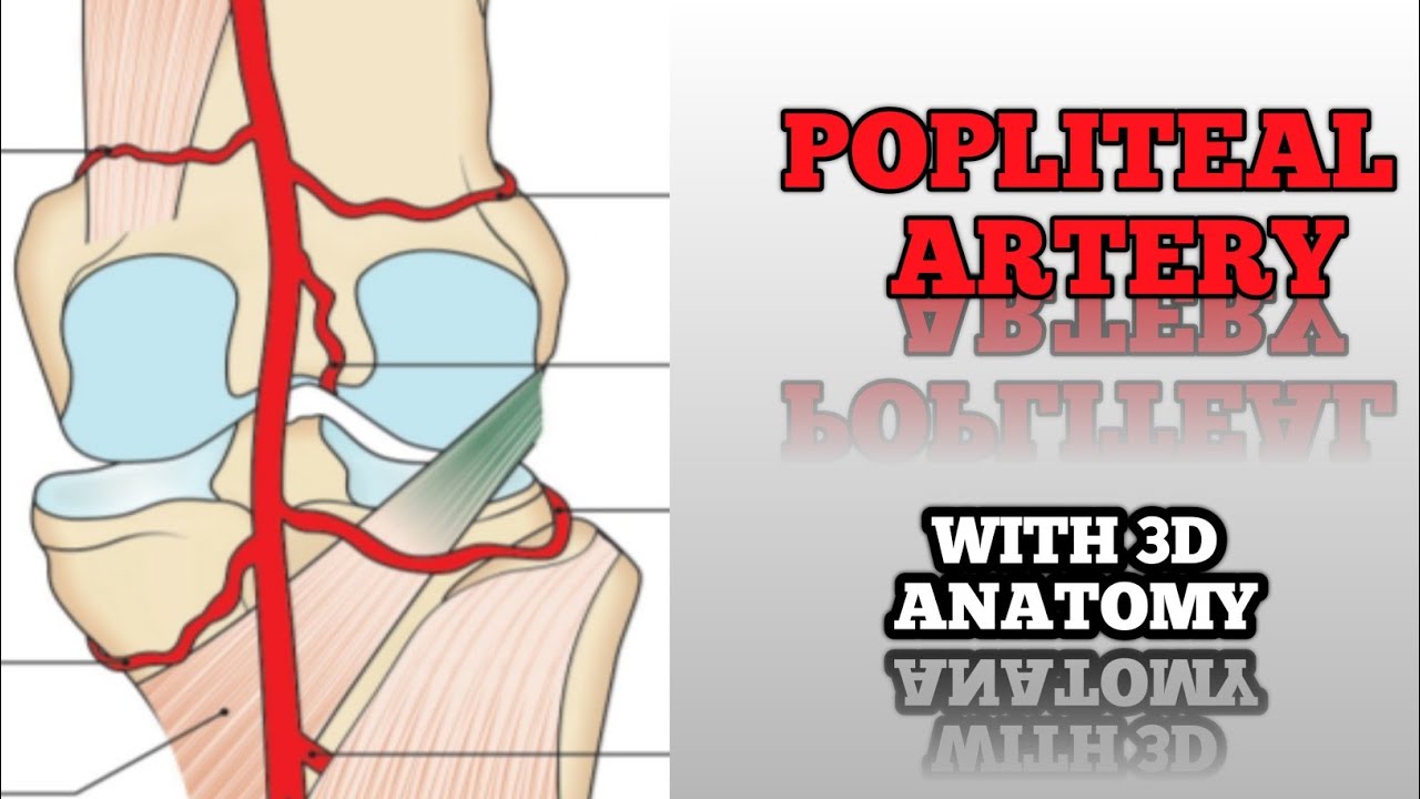 POPLITEAL ARTERY ANATOMY || Lower limb || BD Chaurasia || Popliteal ...