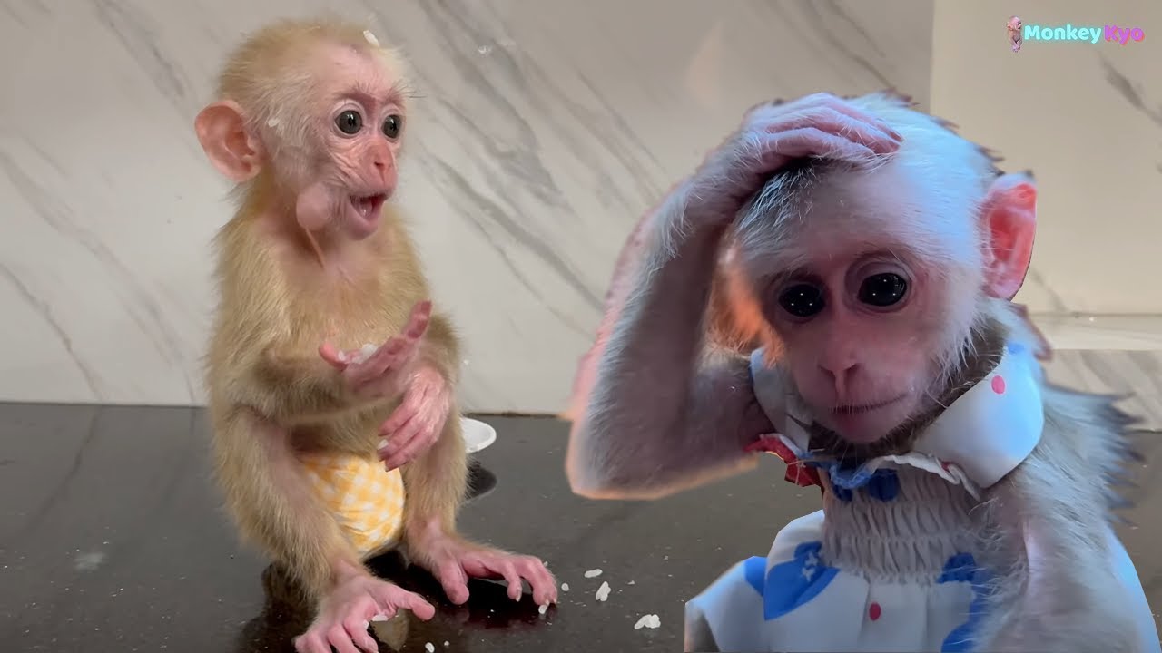 Baby Monkey Kyo is said to be the most beautiful and cutest, is that ...