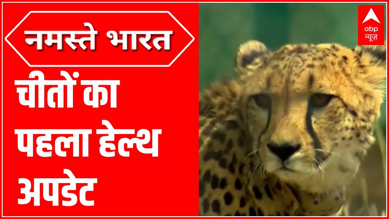 Kuno National Park: नामीबिया से लाए गए 8 चीतो का जारी हुआ पहला हेल्थ ...