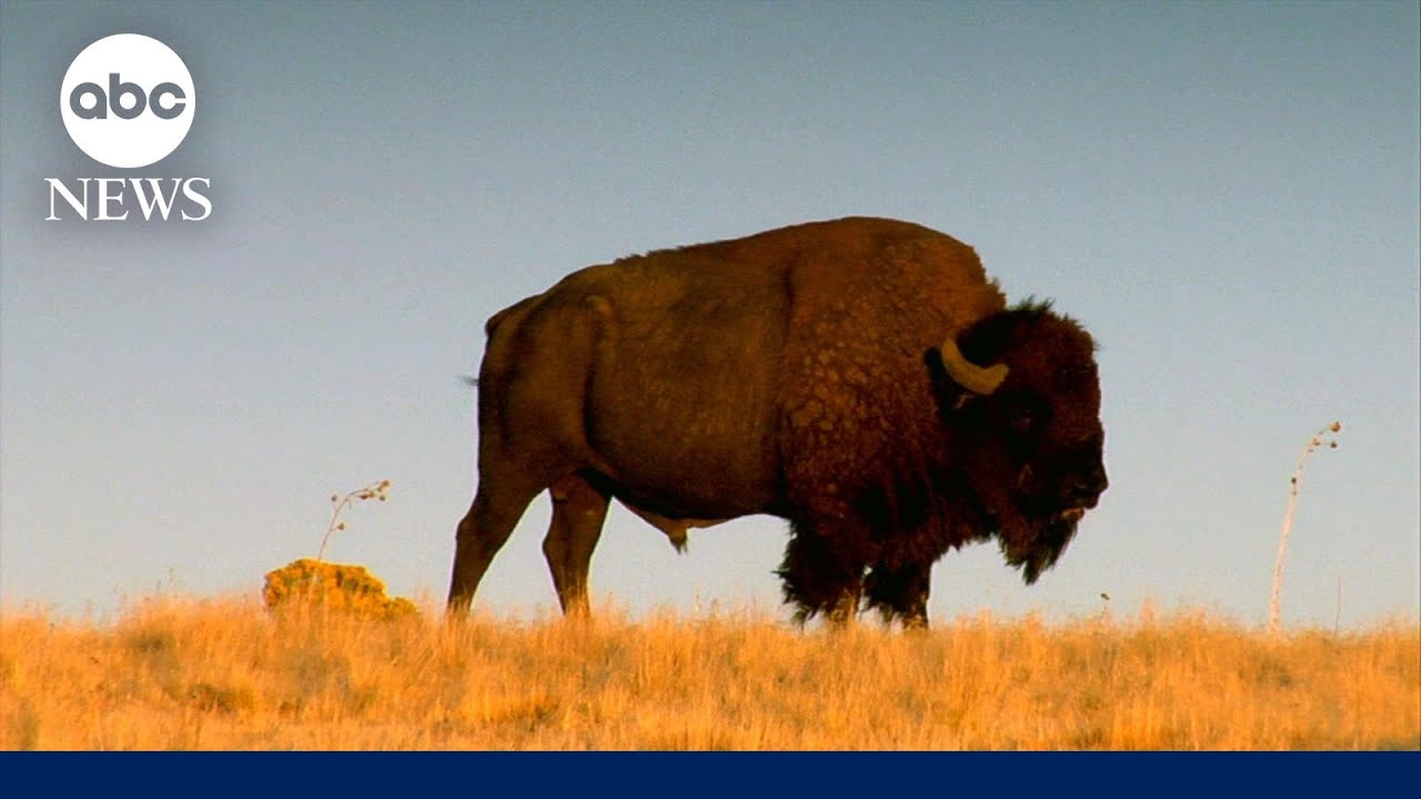 Elderly woman attacked by bison at Yellowstone National Park - YouTube