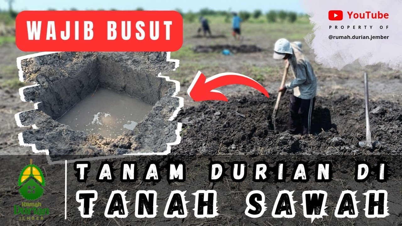 ⚫🌳 TANAM DURIAN DI TANAH BEKAS SAWAH 😱 Why Not ⁉️| Wajib Sistem Busut ...