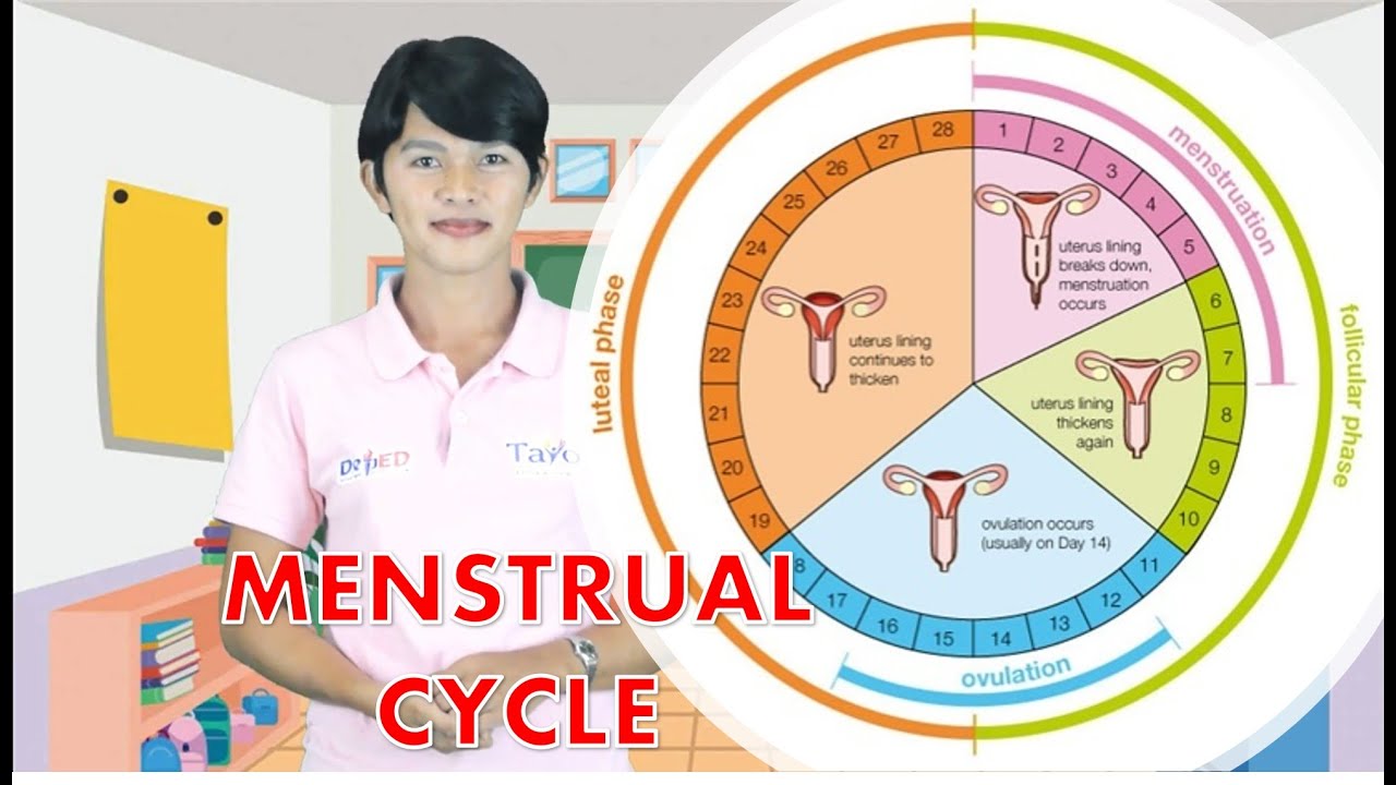 Menstrual Cycle- Video Lesson - Q2- Grade 5 W2 - YouTube