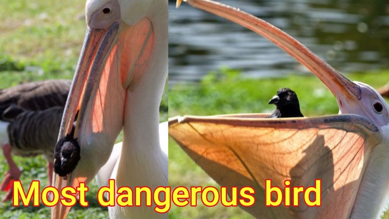 whale eats pelicans, pelicans eats birds and cats. - YouTube