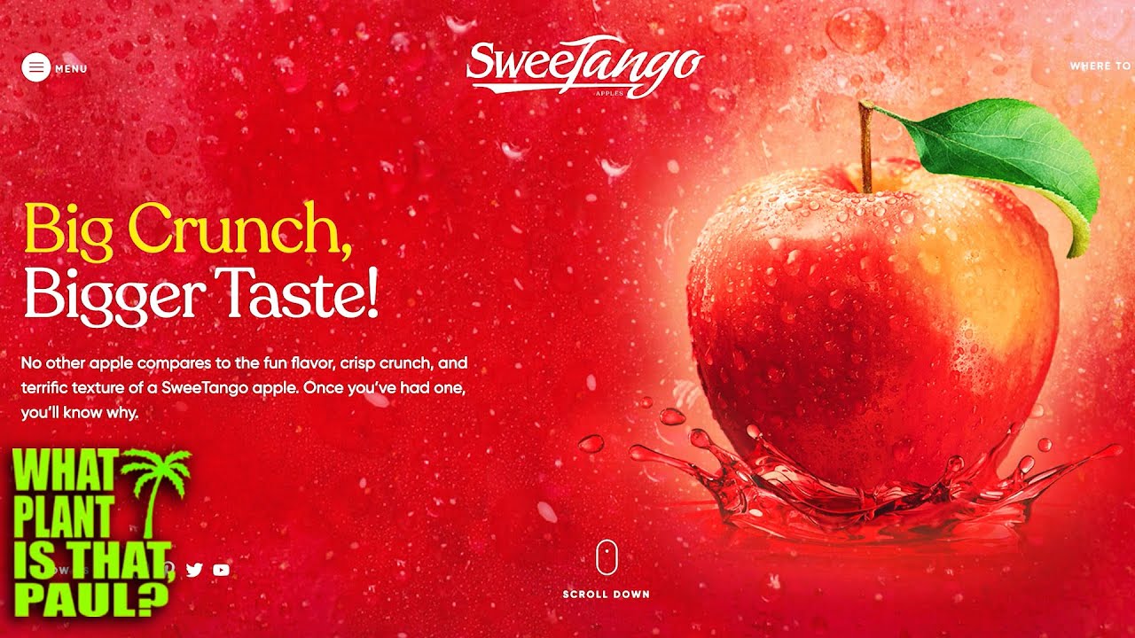SweeTango Apple Taste and Review / It is a cross breed between the ...