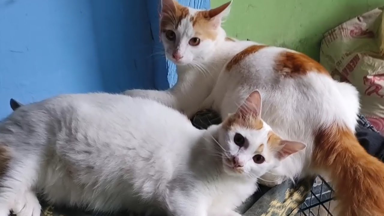 Cute White Cat Playing Together On Top of Cage - Cute White Cat Playing ...