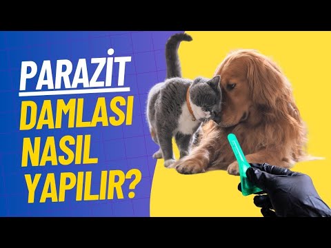 EVDE DIŞ PARAZİT DAMLASI NASIL YAPILIR? #ensedamlası