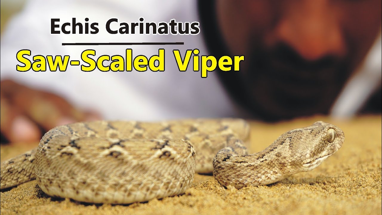 Saw Scaled Viper |Khapra| Snake |A-z Information| - YouTube