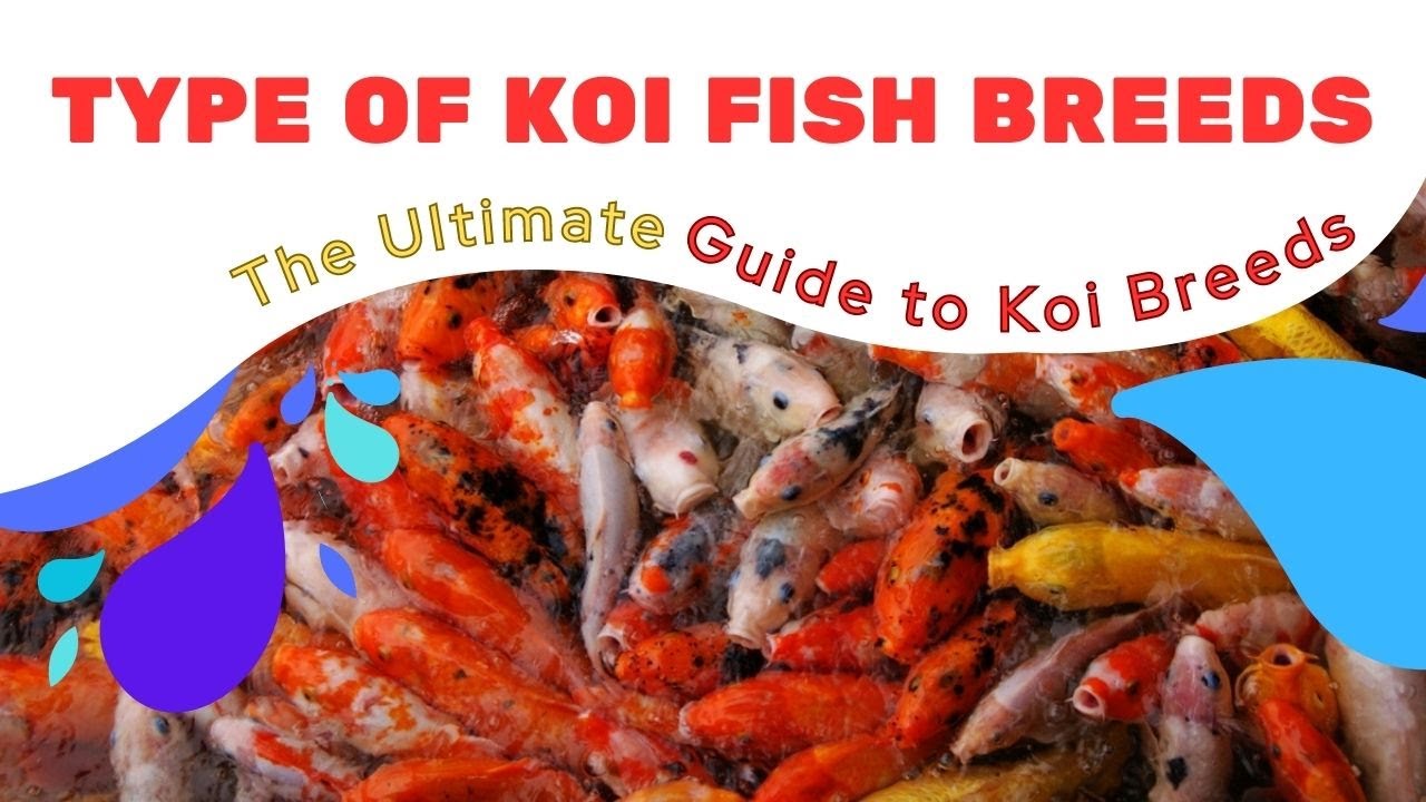 The Ultimate Guide to Understanding Different Types of Koi Fish Breeds ...