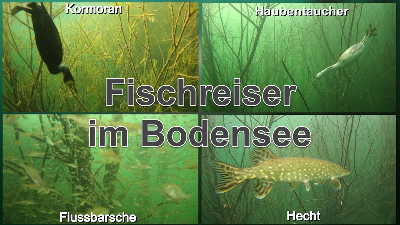 Fischreiser im Bodensee - YouTube