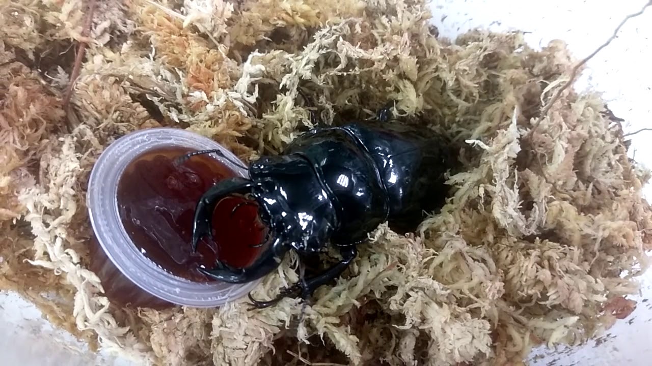 Very Cool stag beetle from Uganda , Africa - Mesotopus tarandus - YouTube