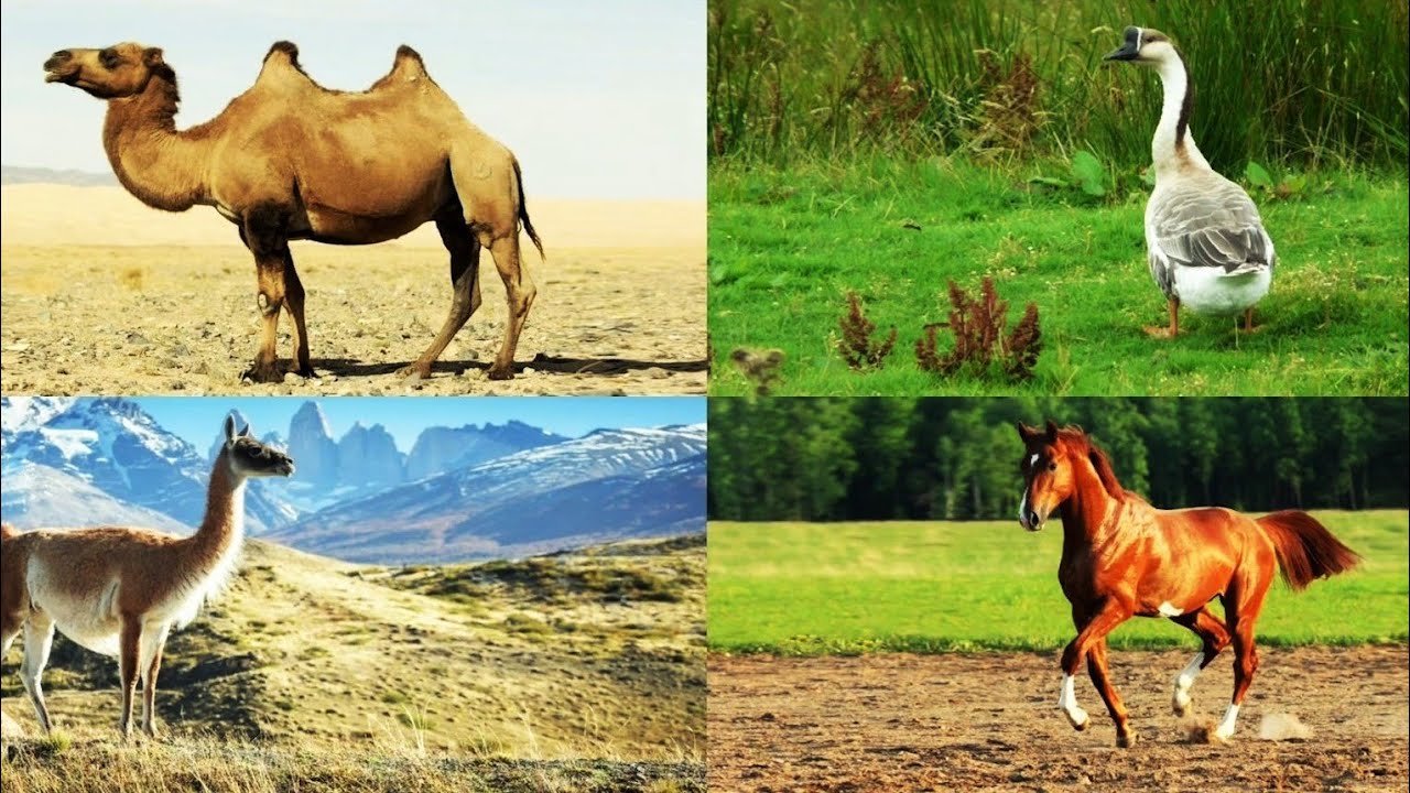 Animals for Kids, Planet Earth Animal Sounds - Domestic Animals - YouTube