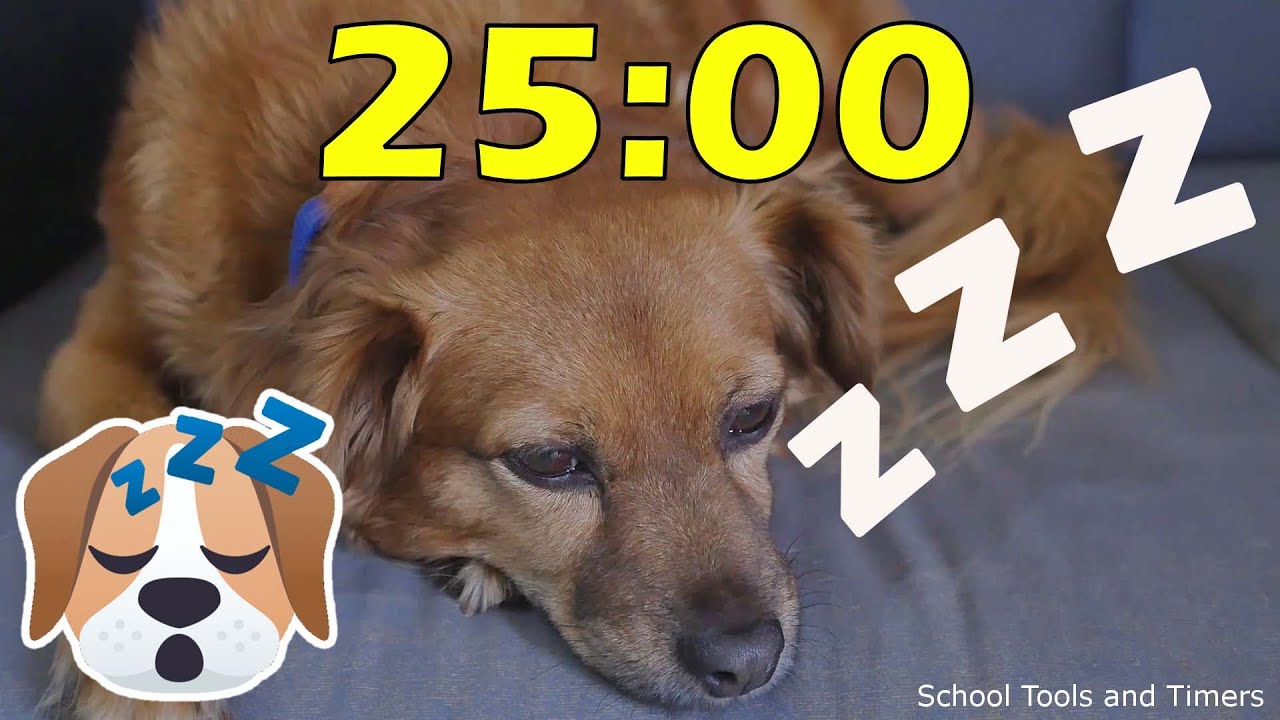 25 Minute Sleepy Puppy Dog Countdown Timer 🐶💤 - YouTube