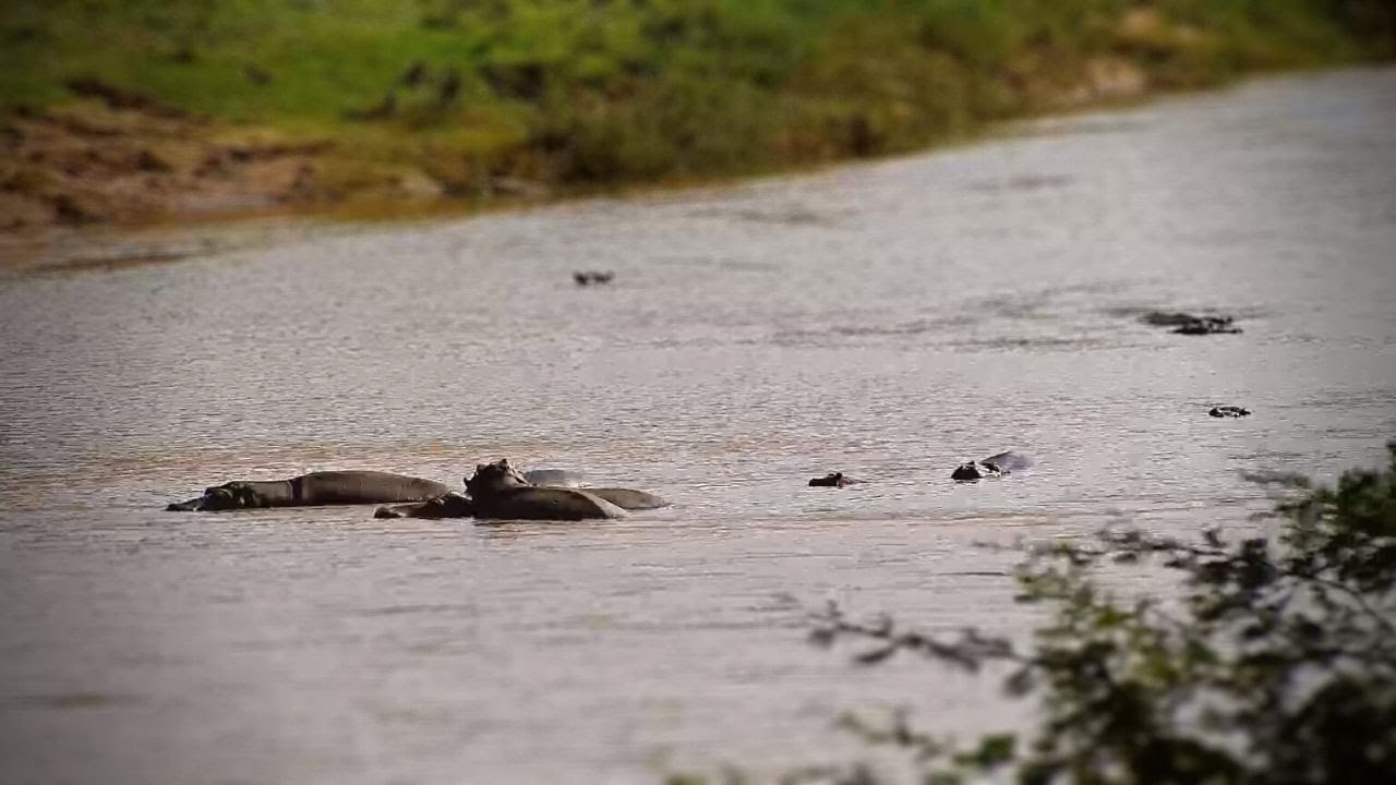 Hippos Rest - YouTube