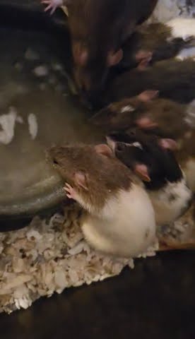 EMERGENCY Supplies Needed To Care For 60+ Rats, All W/ Immediate ...