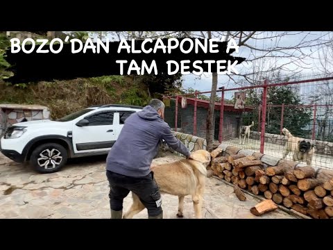 KANGAL BOZOYU GÖZÜNE KESTİREMEYEN ALCAPONE BARONA SALDIRDI