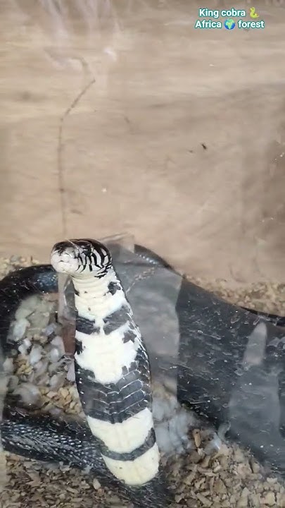 #KingCobra #SnakeEncounter #JungleLife #ScarySnake #WildSnake #SnakeReel #africa_forest # ...