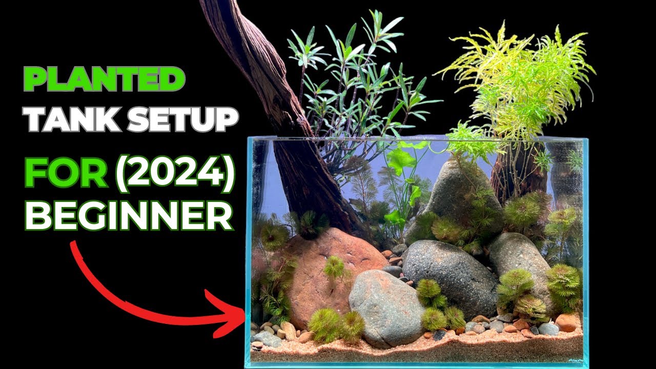Ultimate Guide to Planted Tank Setup Step by Step Tutorial for ...