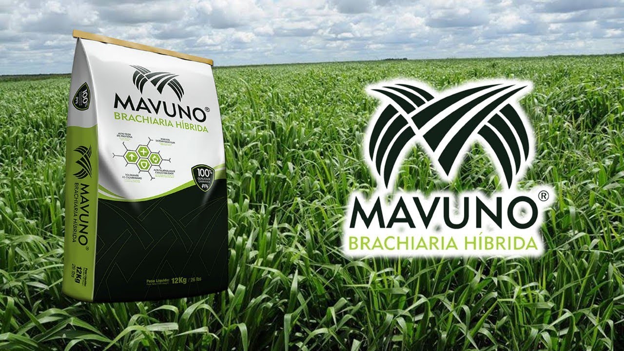 MAVUNO - Brachiaria híbrida - YouTube