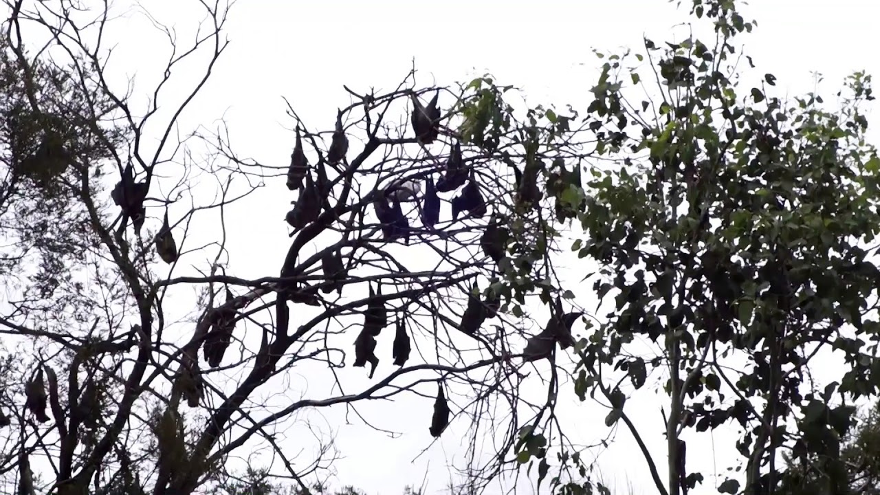 Flying Fox Colony Cabramatta Creek - YouTube
