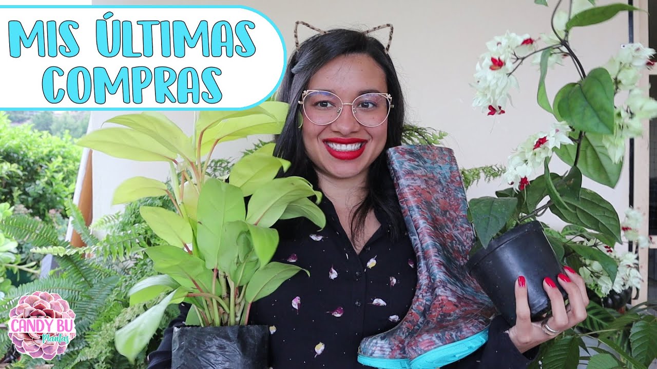 Nuevas plantas de interior, regalos de cumpleaños, semillas y más│Candy ...