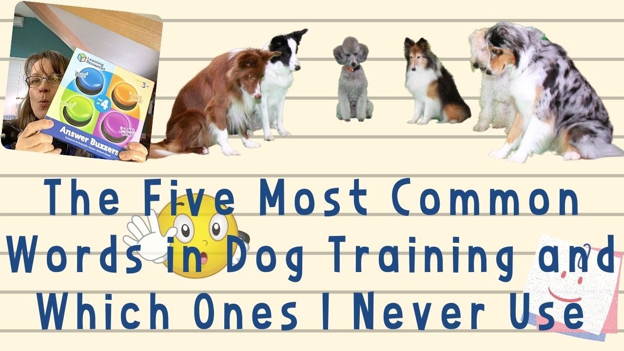 The Five Most Common Words in Dog Training and Which Ones I Never Use ...