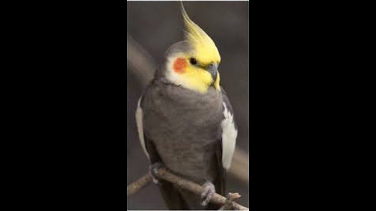 Cockatiel In the fire & flames - YouTube