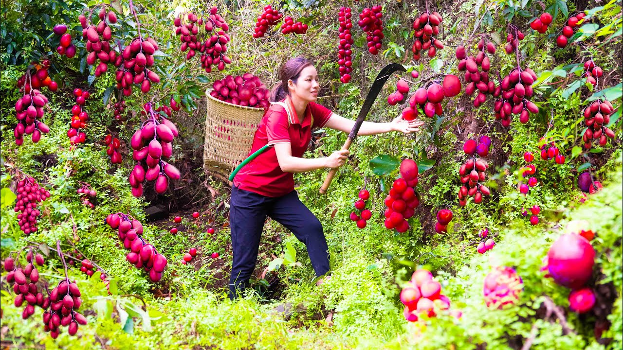 Harvesting RED PLUMS (rare Plums in the tropical jungle) - Take care of ...