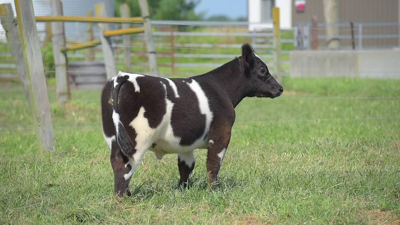 GM Cattle 4 - YouTube