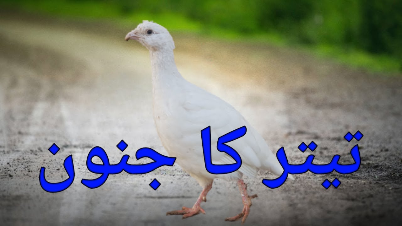 White pigeon, White teetar ki awaz - YouTube