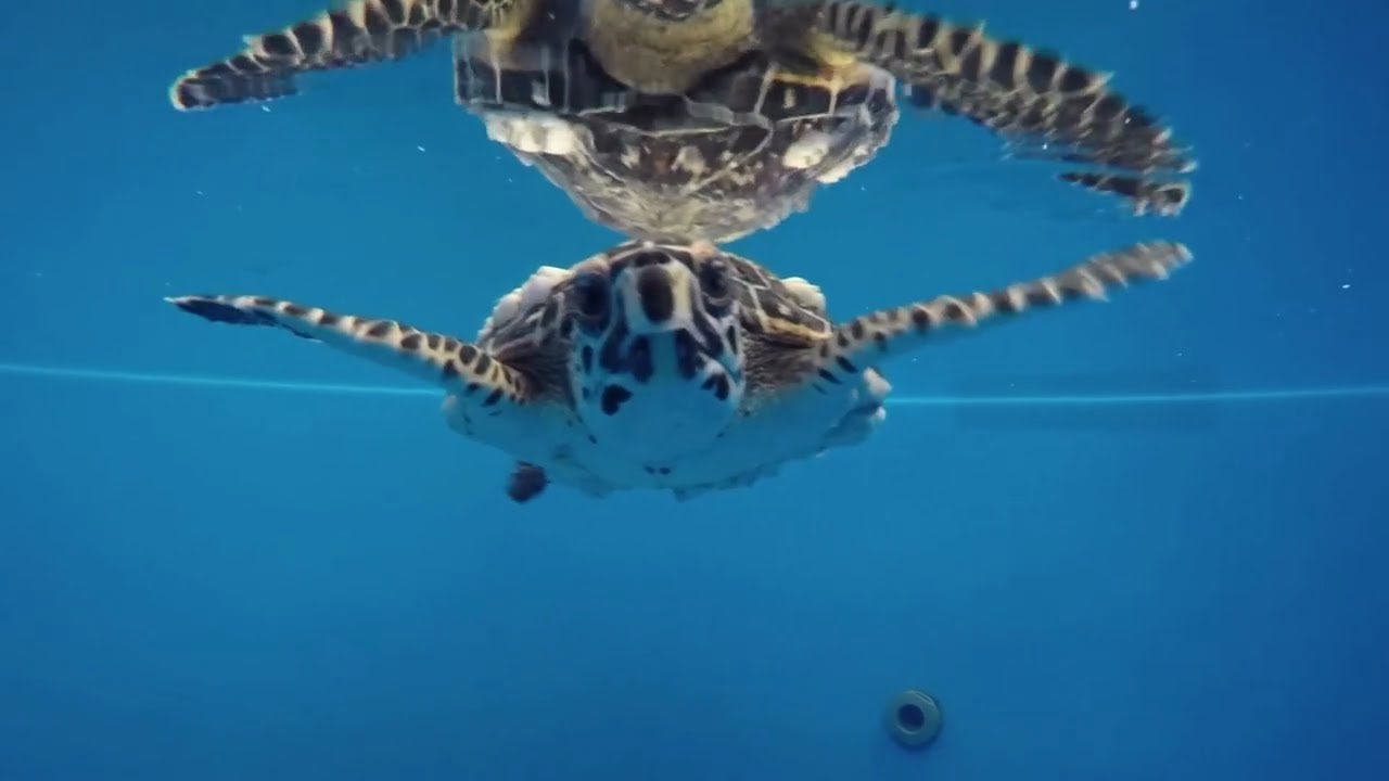 Sea Turtle Rescue, Rehab and Release - YouTube