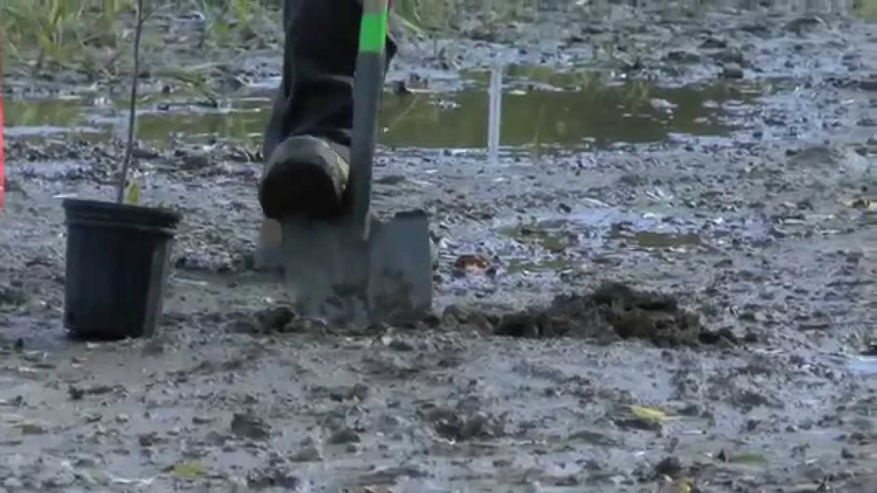 McMaster University - Canon Tree Planting - YouTube