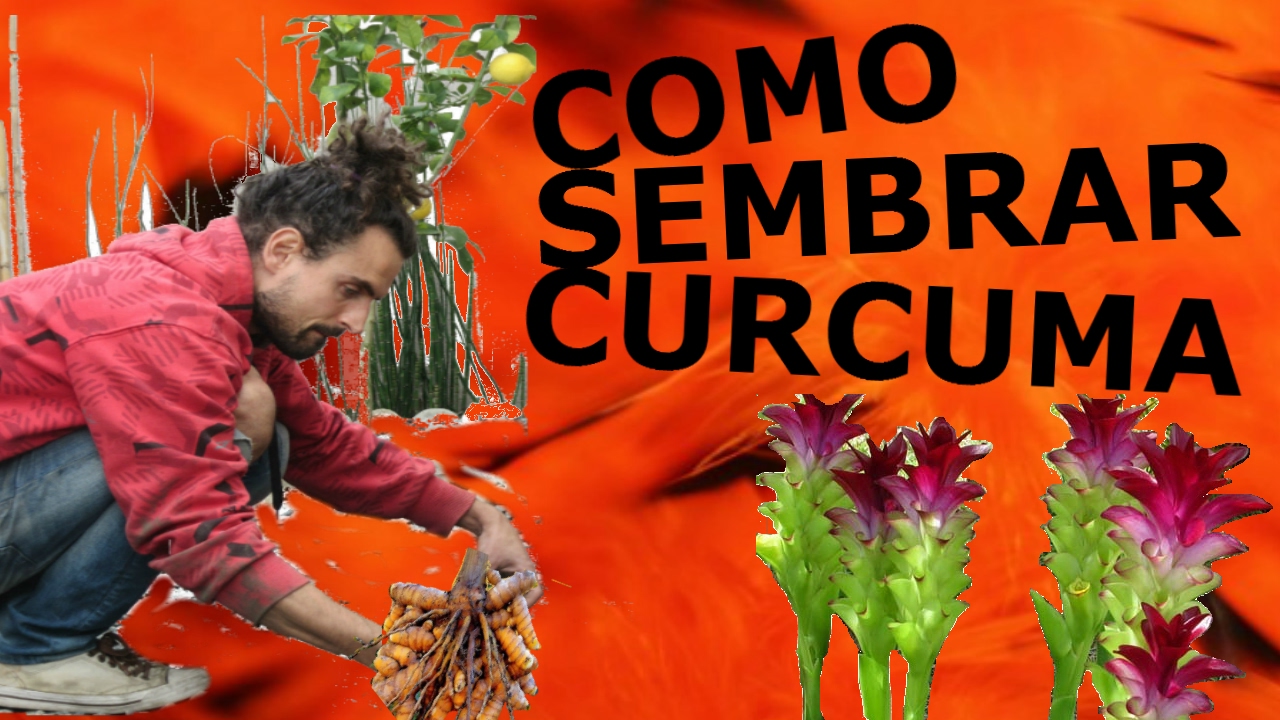 COMO SEMBRAR CURCUMA - YouTube