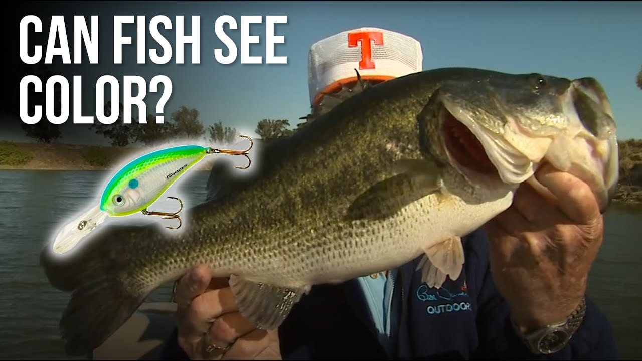 Can Fish See Color? - YouTube