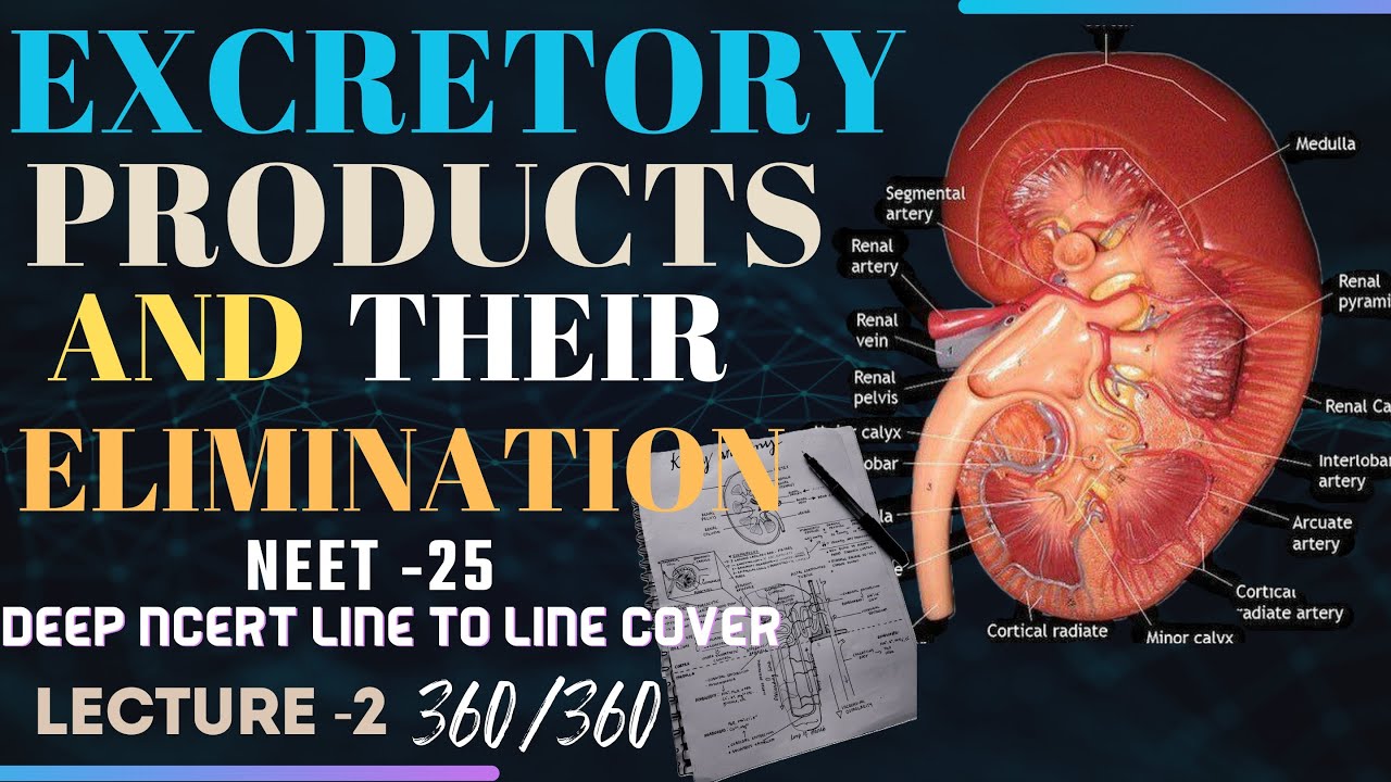 EXCRETORY PRODUCTS AND THEIR ELIMINATION LECTURE - 2 NEET-25 FIGHT FOR ...