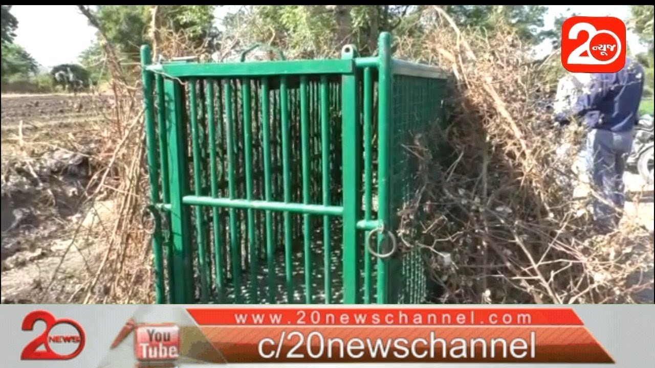 Jetpur ma dipda ni daheshat, dipda ne pakdva forest department na ...