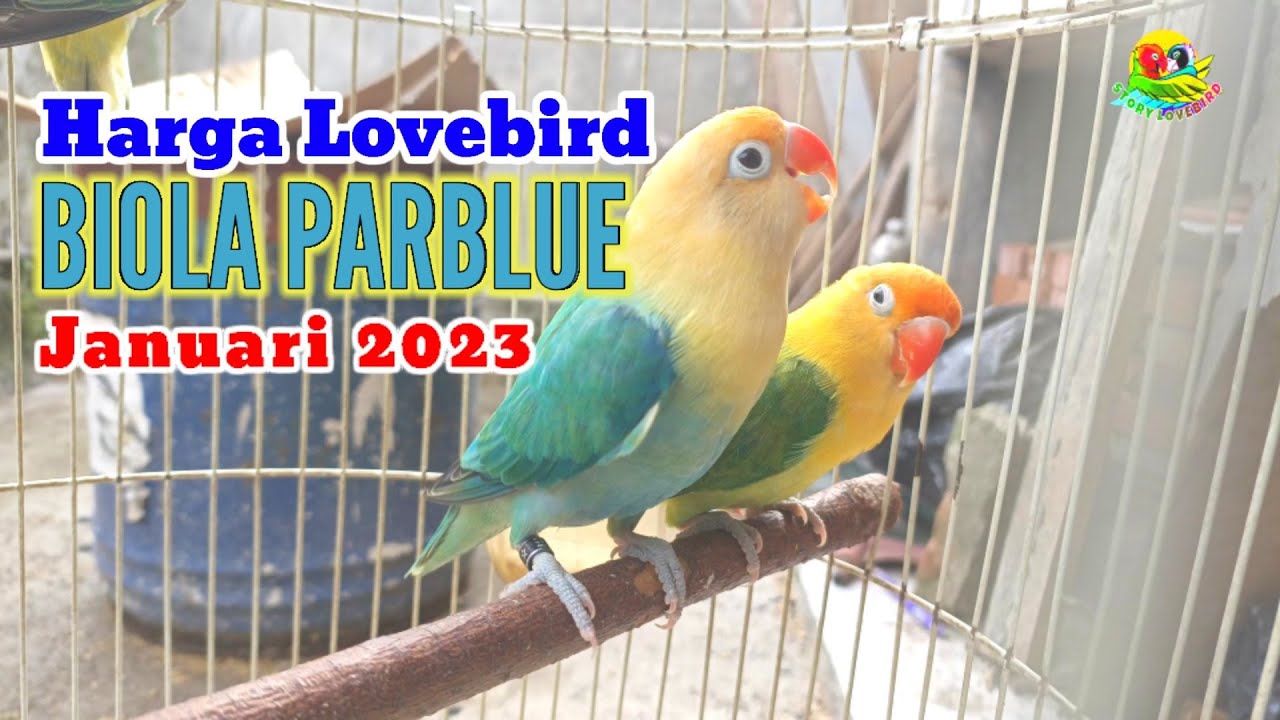 update harga lovebird biola parblue ewing bulan januari 2023 - YouTube